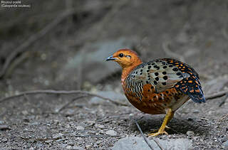 Rouloul ocellé - roba333204