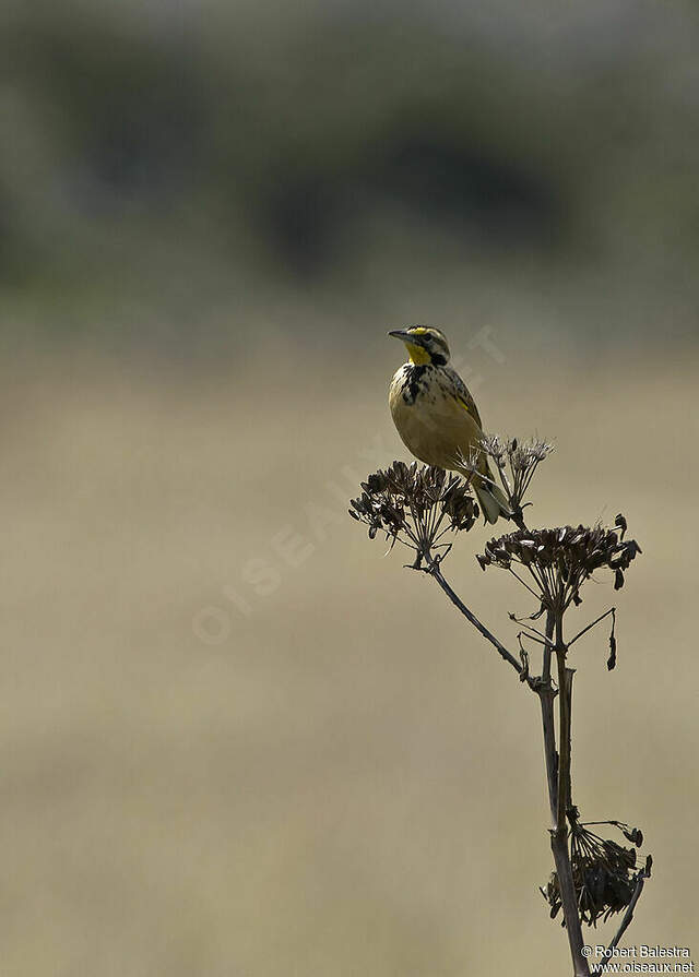 Sentinelle d'Abyssinie - roba128138