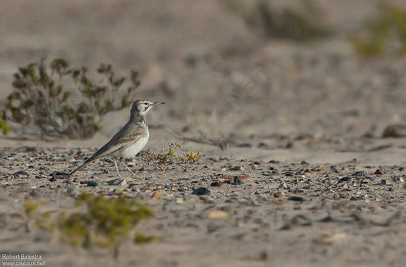Sirli du désert adulte - roba260614