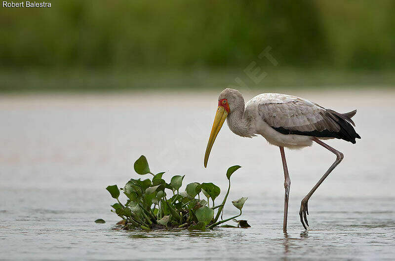 Tantale ibis - roba190759