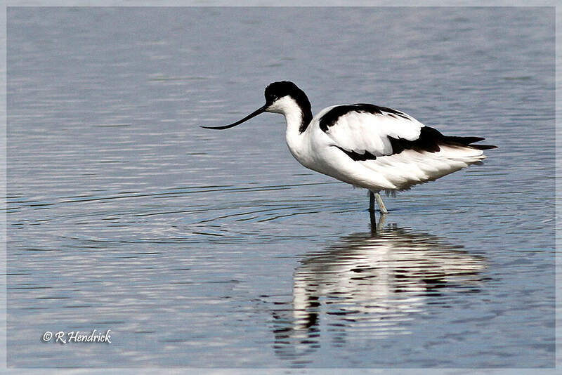 Avocette élégante - rohe227431