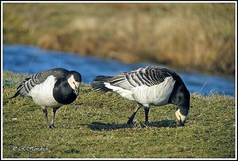 Bernache nonnette - rohe48751