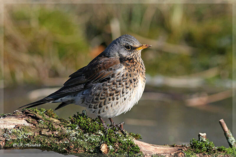 Grive litorne - rohe240055