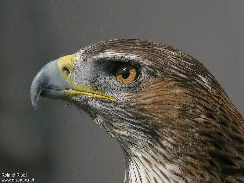 Bonelli's Eagle - Aquila fasciata adult - rori101155
