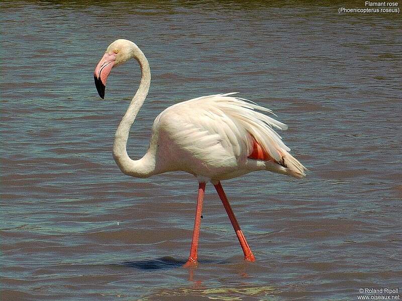 Flamant rose - rori12528