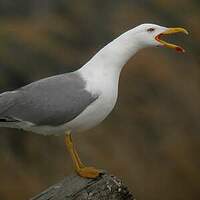 Goéland leucophée - Larus michahellis
