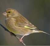 Verdier d'Europe - Chloris chloris