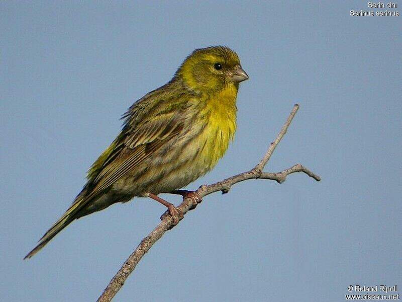 Serin cini adulte nuptial - rori33369