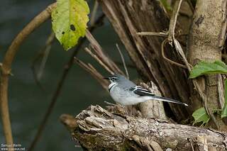 Bergeronnette à longue queue adulte - sama316712