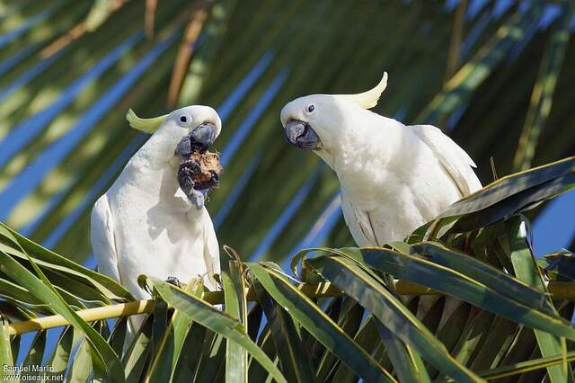 Cacatoès à huppe jaune - Cacatua galerita - sama233092