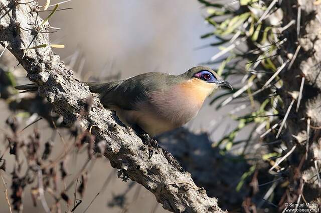 Coua coureur adulte - sama241716