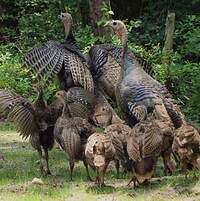 Dindon sauvage - Meleagris gallopavo