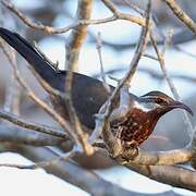 Mesitornithiformes - Oiseaux.net