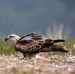 Milan royal - Milvus milvus