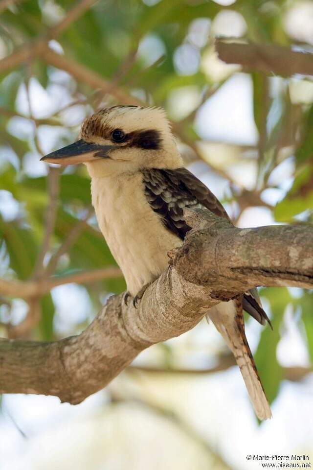 Martin-chasseur géant adulte - sama233121