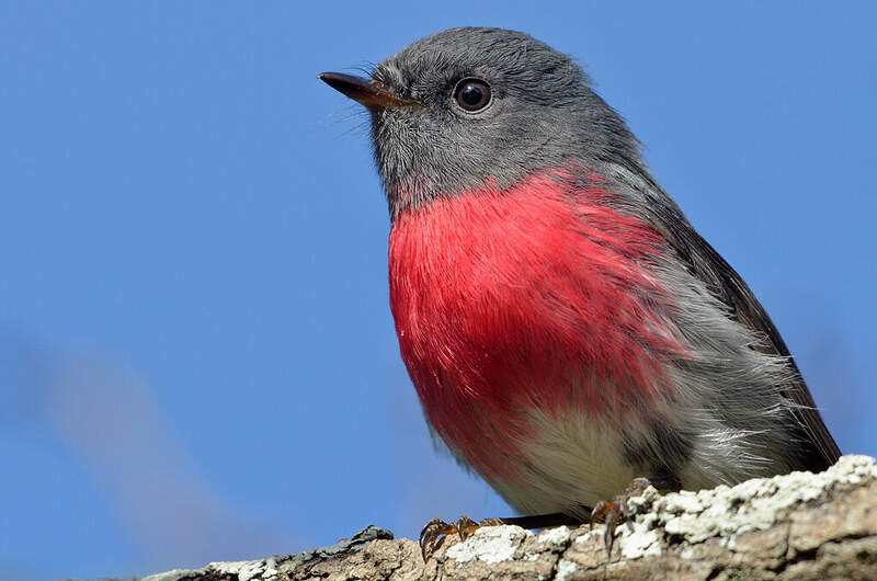 Miro rosé - sano104065