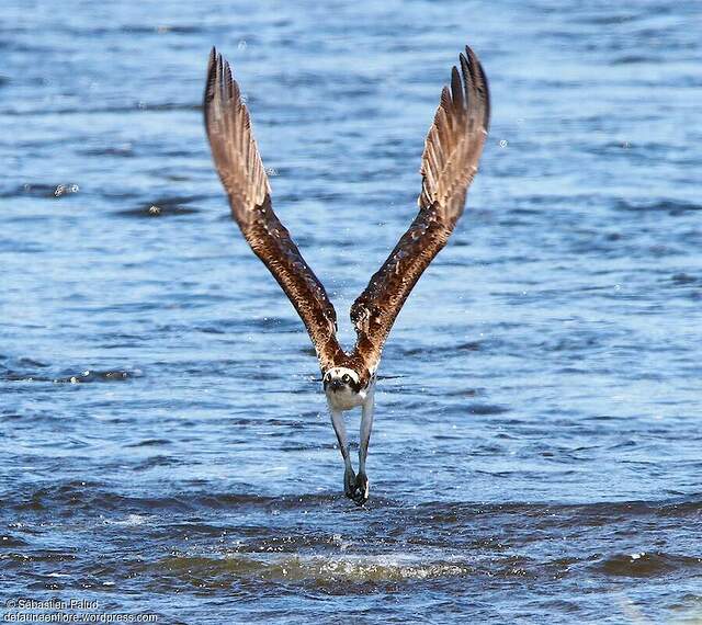 Balbuzard pêcheur - sepa162799