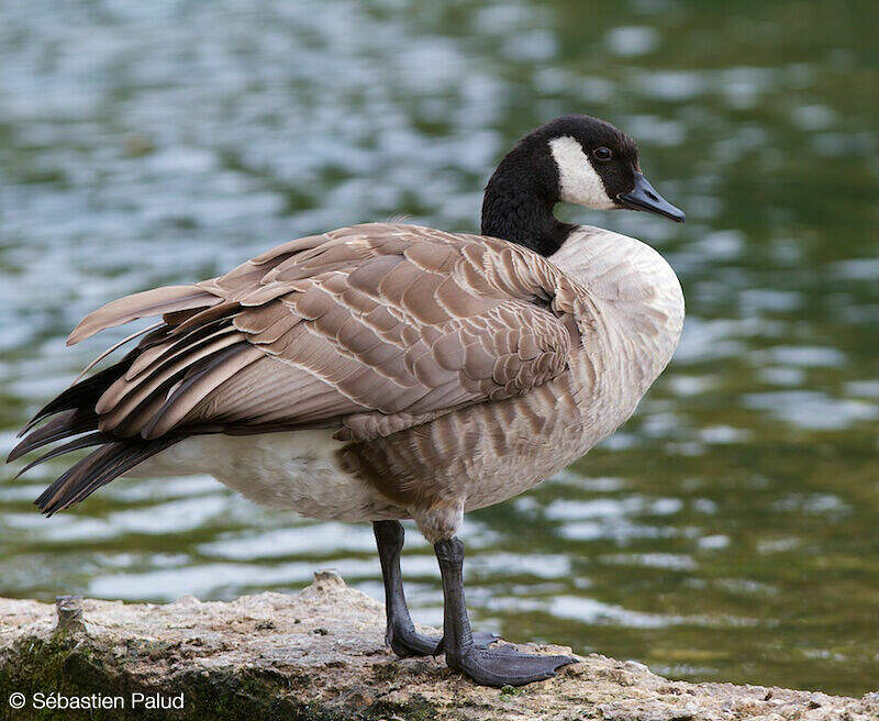 Bernache du Canada - sepa128286