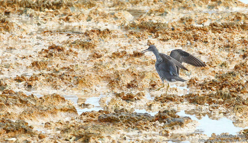 Chevalier errant adulte nuptial - sepa186927