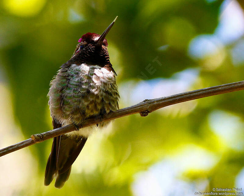 Colibri d'Anna mâle adulte - sepa171791