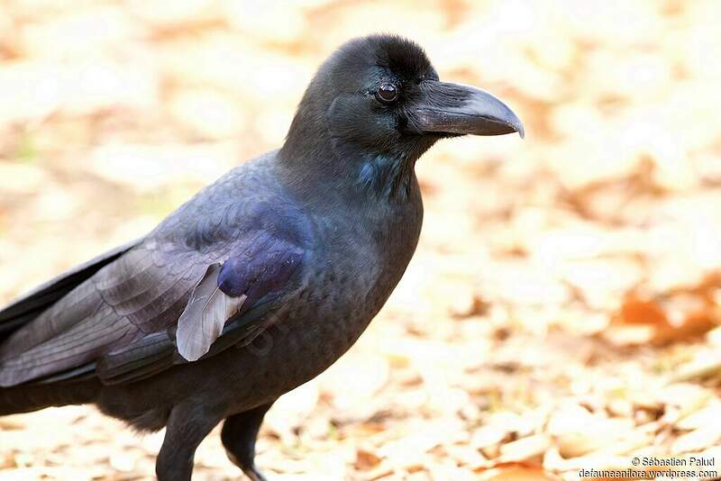Corbeau à gros bec adulte - sepa291279