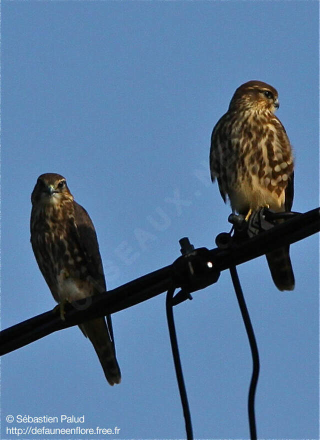 Faucon émerillon - sepa87585