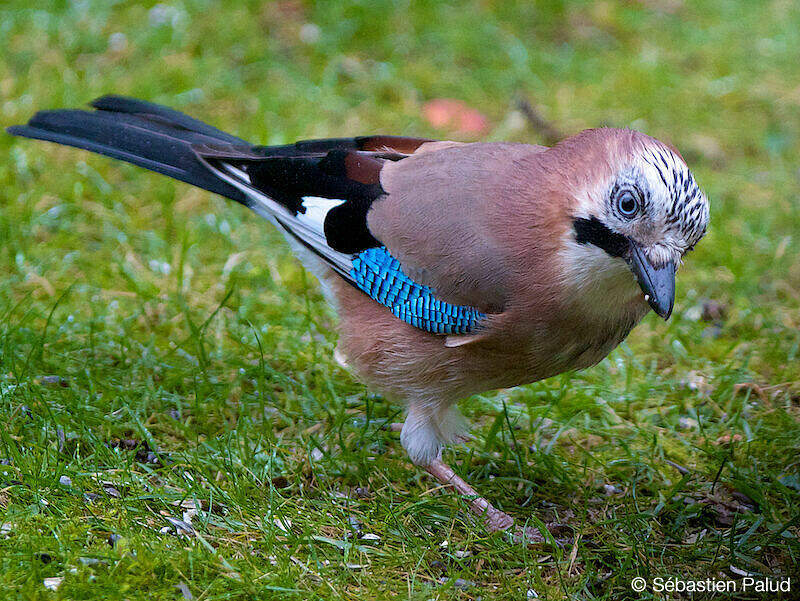 Geai des chênes - sepa131999