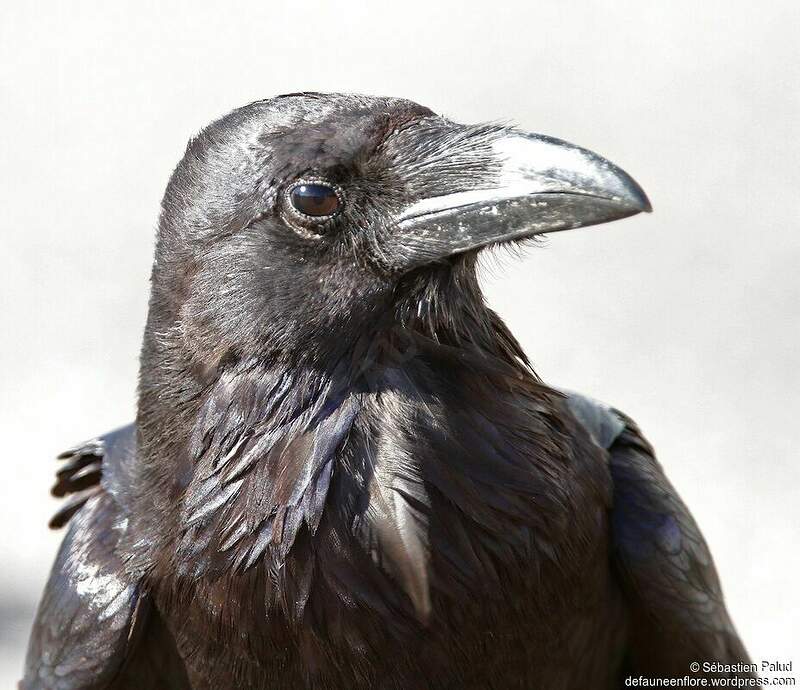 Grand Corbeau adulte - sepa152620