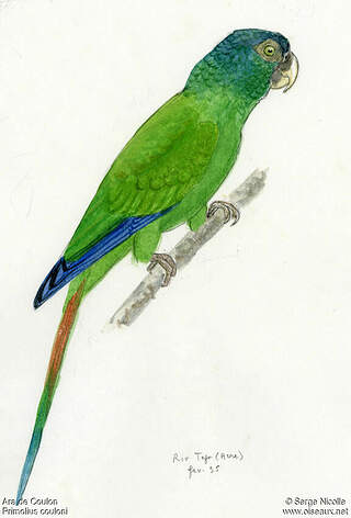 Ara de Coulon - seni140081