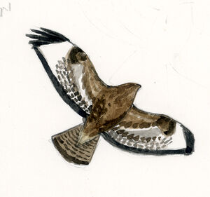 Buse variable - Buteo buteo