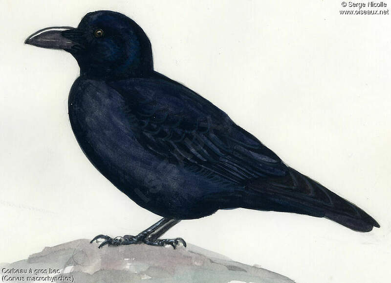 Corbeau à gros bec - seni236672