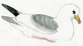 Procellariiformes - Classement systématique - Oiseaux.net