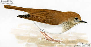 Grive fauve - seni150433