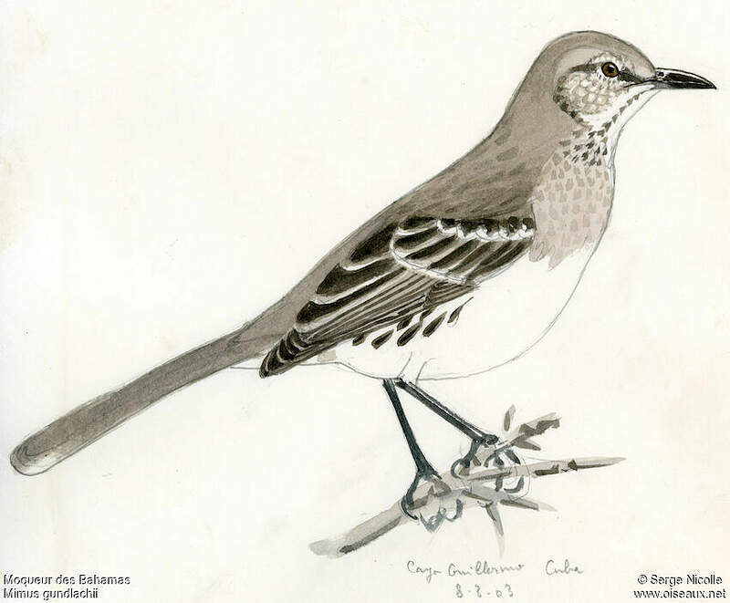 Moqueur des Bahamas - seni139810