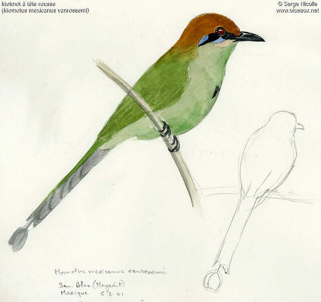 Russet-crowned Motmot - Momotus mexicanus - seni149471