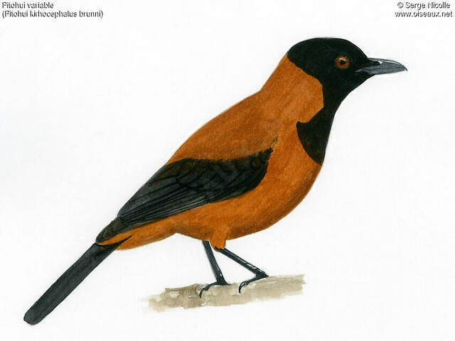 Pitohui variable - seni213881