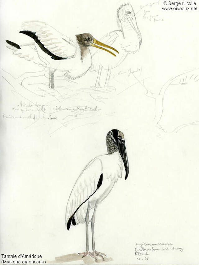 Tantale d'Amérique - seni157600