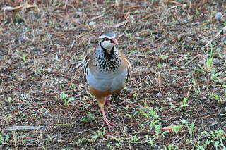 Perdrix rouge adulte - seva109401