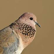 Tourterelle maillée - Spilopelia senegalensis