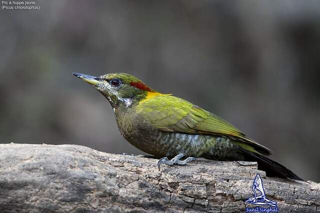 Lesser Yellownape - Picus chlorolophus female adult - sisu263450