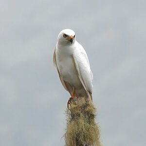 Variable Goshawk - Accipiter hiogaster