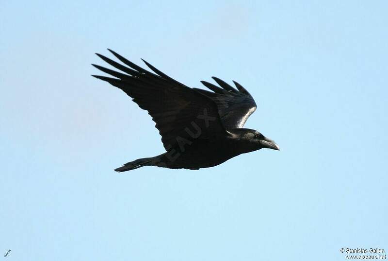 Grand Corbeau - Corvus corax - stan215536