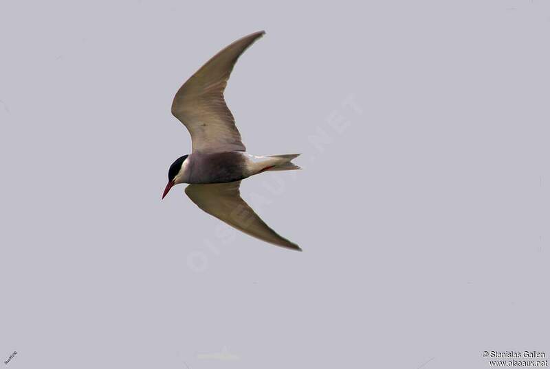 Guifette moustac adulte nuptial - stan215011