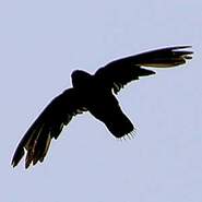 Martinet ramoneur - Chaetura pelagica