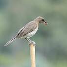 Merle à bec noir - Turdus ignobilis