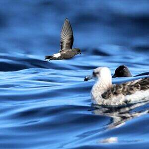 Océanite de Wilson - Oceanites oceanicus