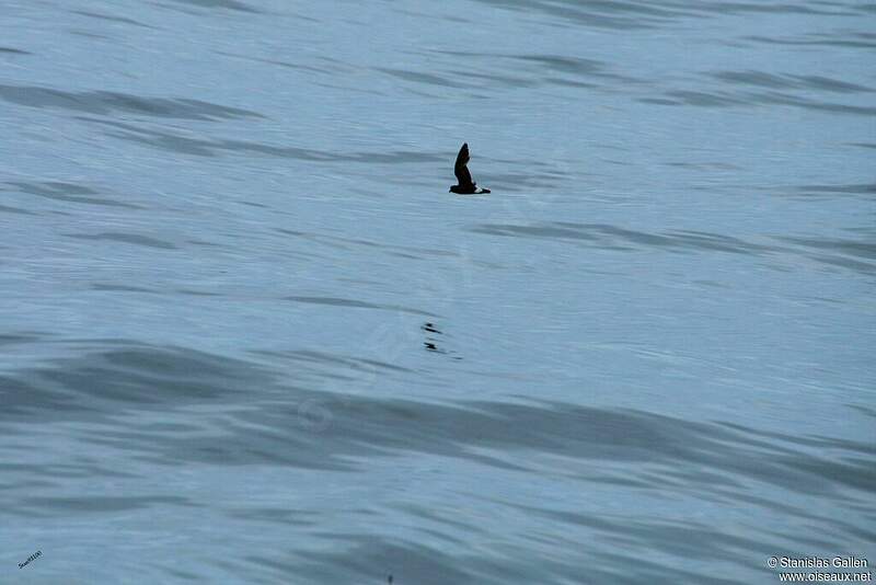 Océanite tempête adulte - stan247941