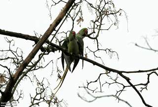 Perruche alexandre adulte nuptial, . - stan216787