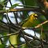 Common Iora - Pictures, page 1