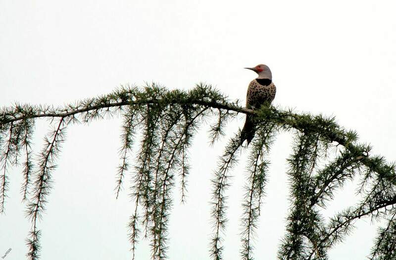 Pic flamboyant mâle adulte nuptial - stan203426